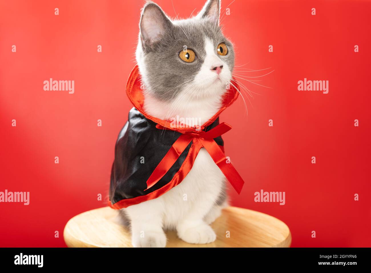 a cute british shorthair cat sitting on a chair and wears a Halloween ...