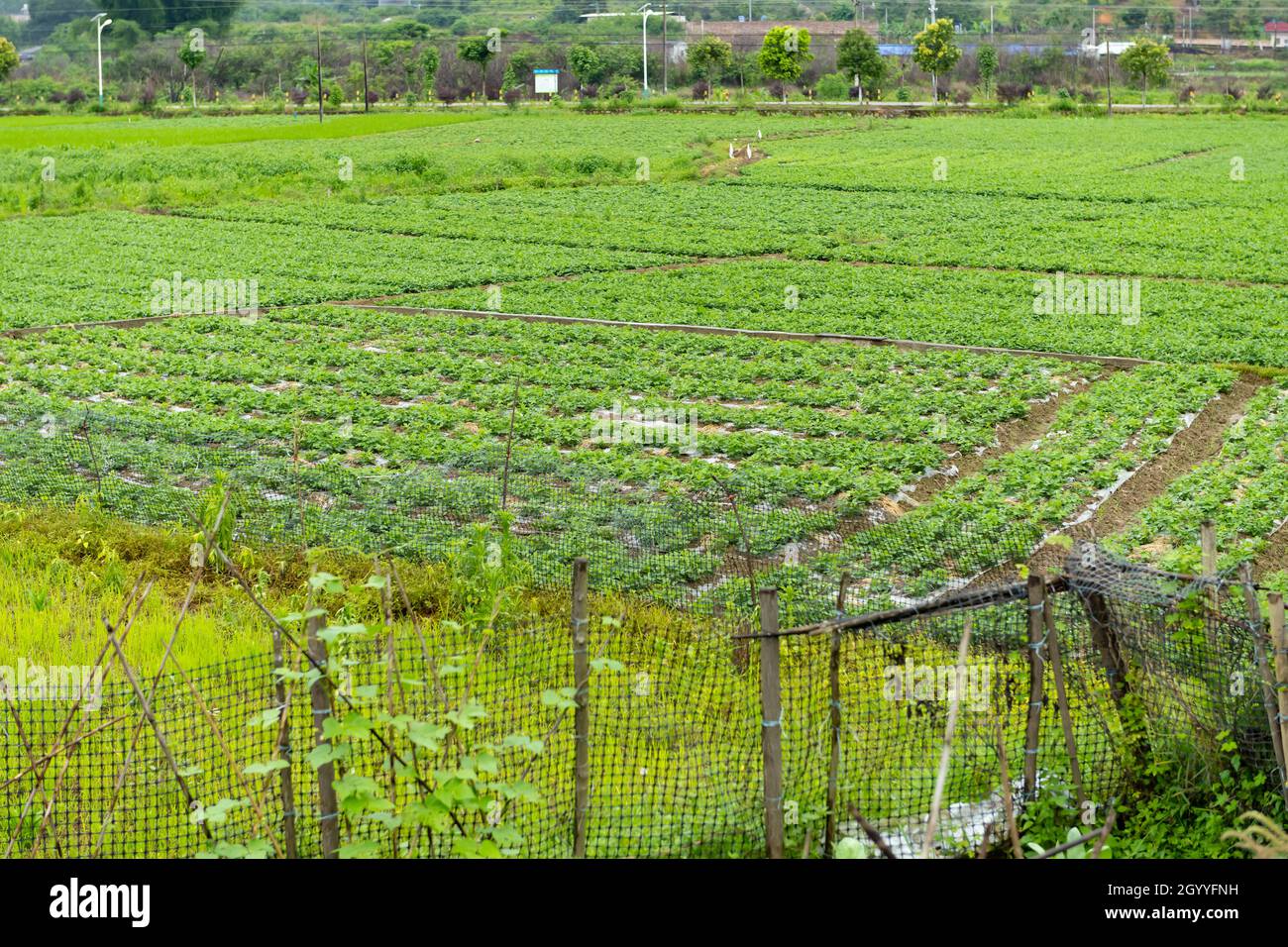 rows of planted vegetable in a village Stock Photo - Alamy