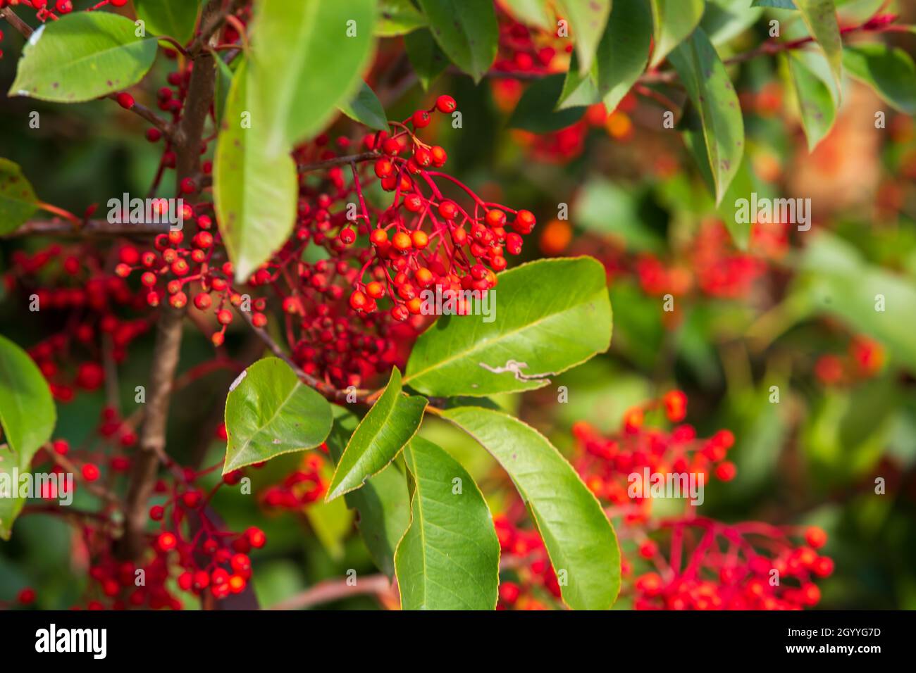 Shepherdia canadensis hi-res stock photography and images - Alamy