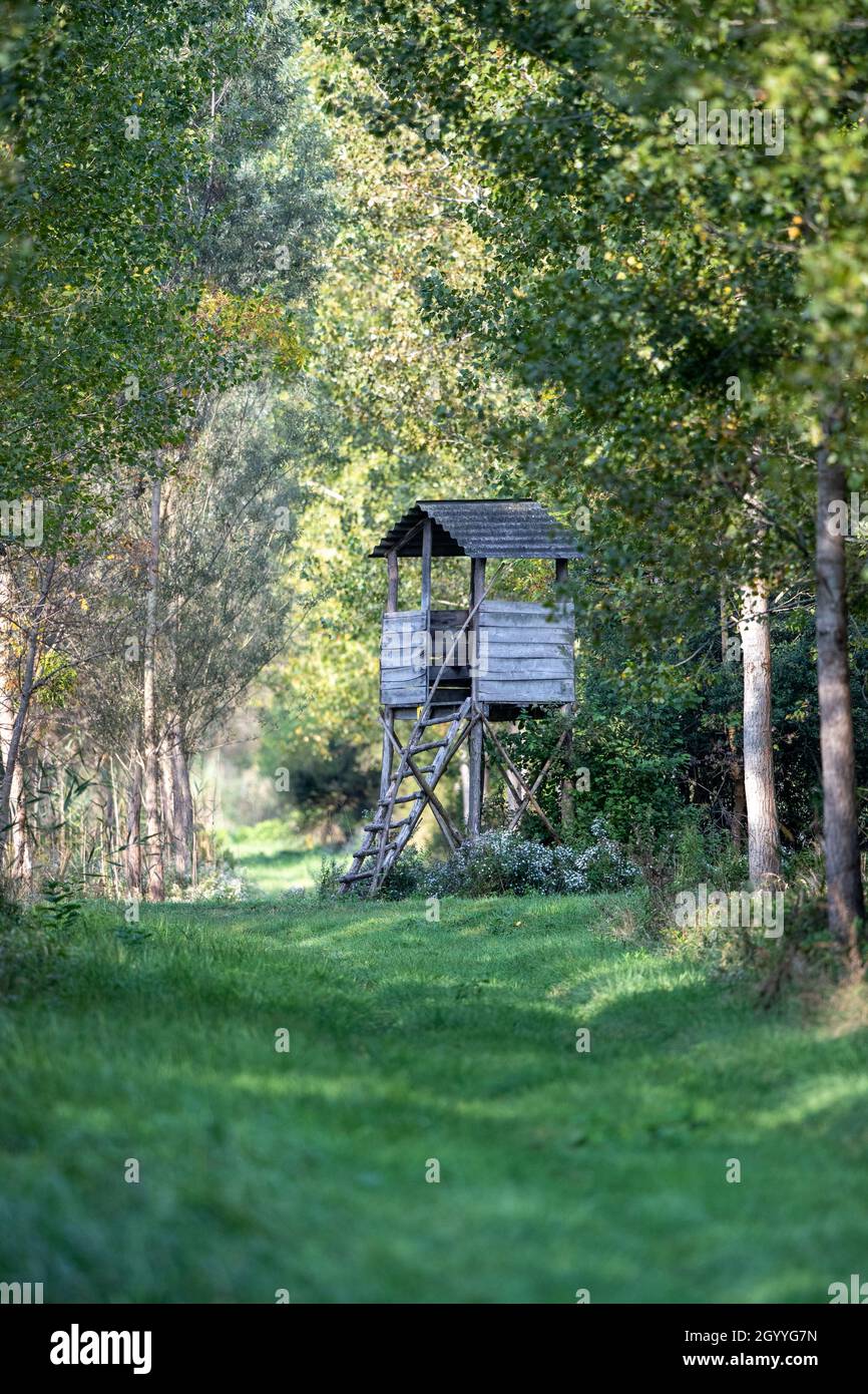 Landscape of wooden watchtower in forest in summertime Stock Photo - Alamy