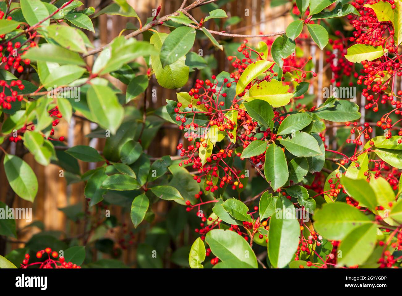 Silver Buffaloberry red berries in closeup. Red berry slightly dried on ...