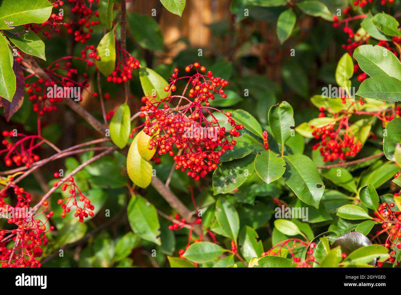 Shepherdia canadensis hi-res stock photography and images - Alamy