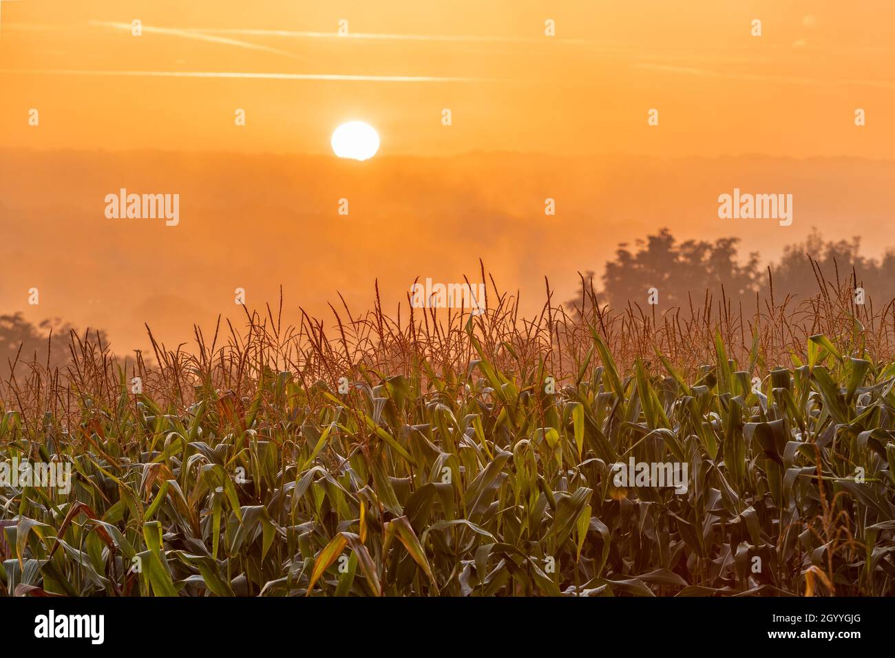 Fog over corn field hi-res stock photography and images - Alamy