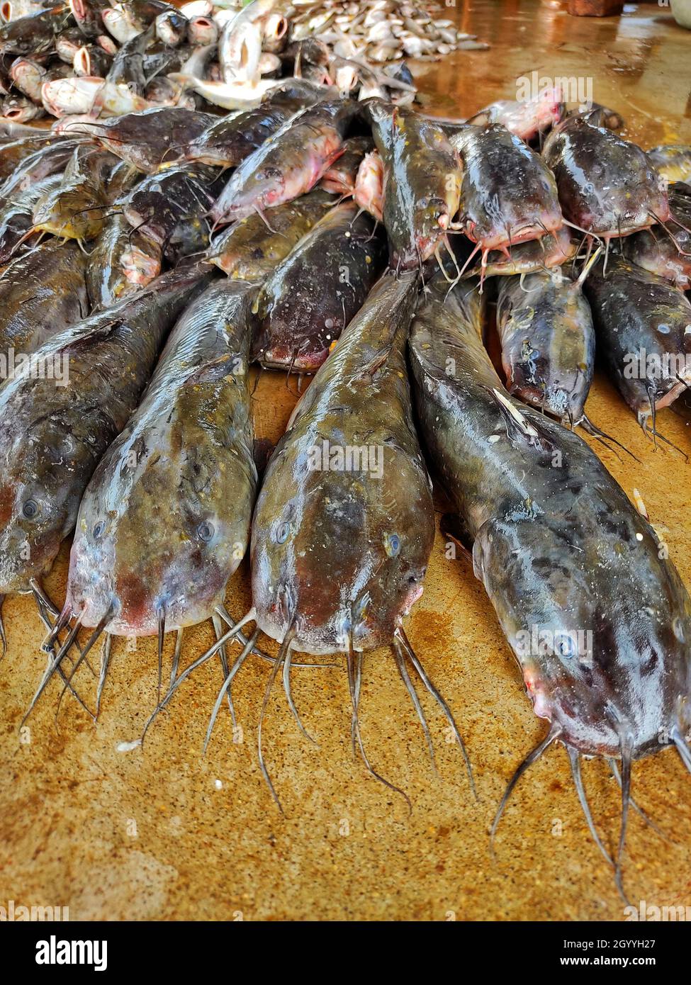 A pile of raw African sharptooth catfish for sale at a market Stock ...