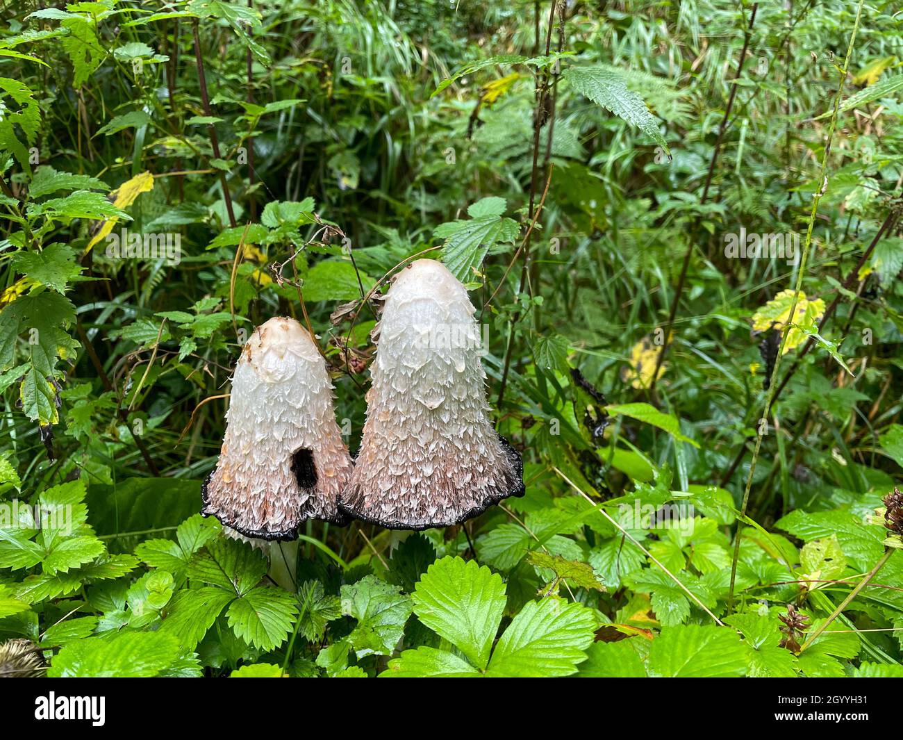 The White Dung mushrooms growing in the forest amid green plants Stock ...