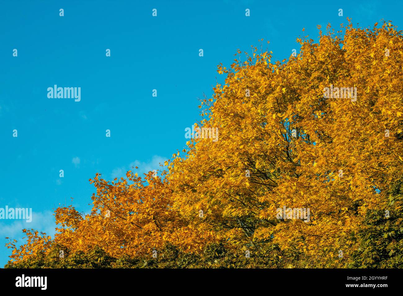 Tops beautiful autumn trees hi-res stock photography and images - Alamy