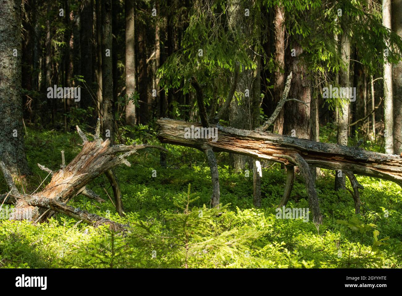 An old dead coniferous tree broken in half, laying in a boreal forest ...