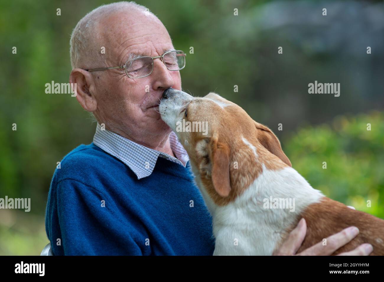 Cute dog kissing his owner senior man in garden with green background ...