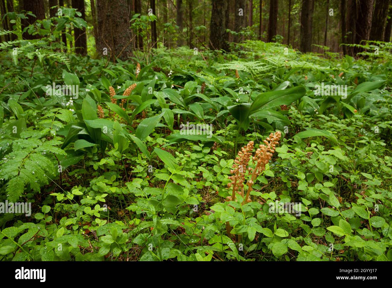 An unique European plant Bird's-nest orchid, Neottia nidus-avis ...