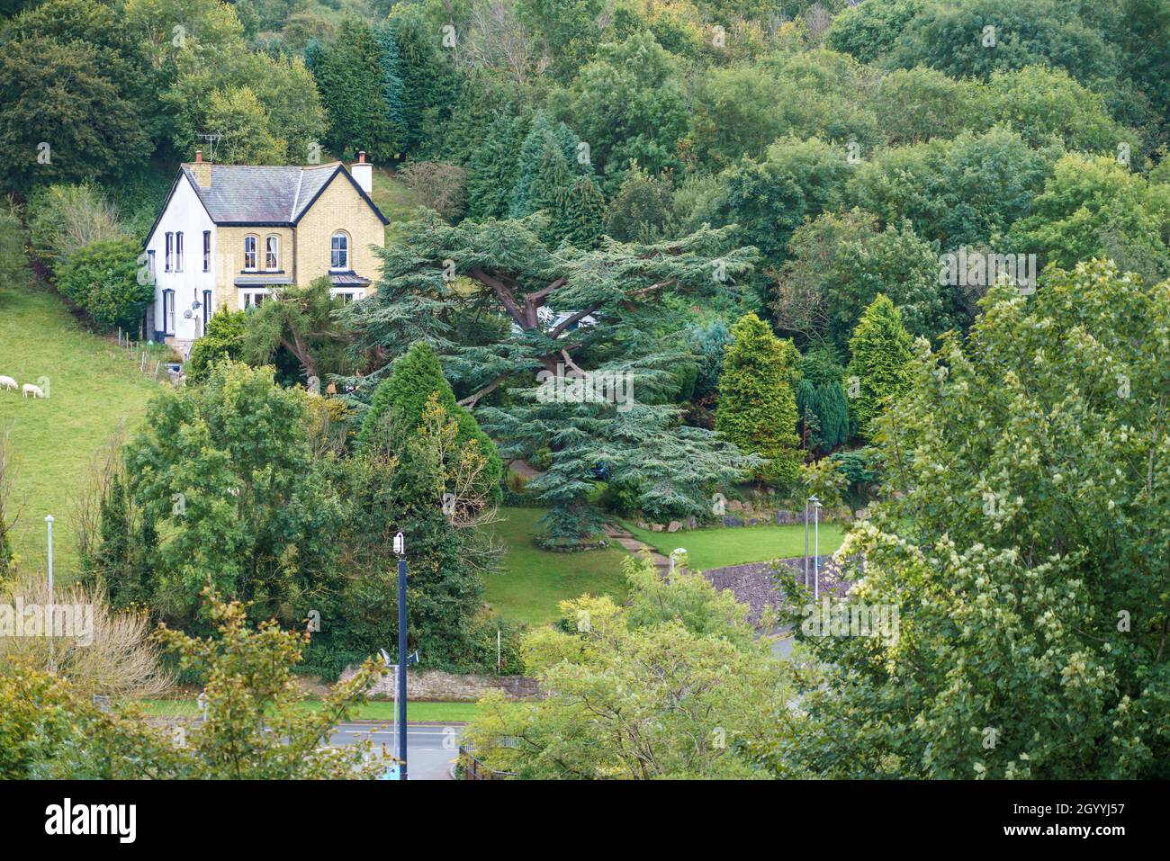 beautiful cedar tree (Cedrus libani) stands out from the surrounding ...