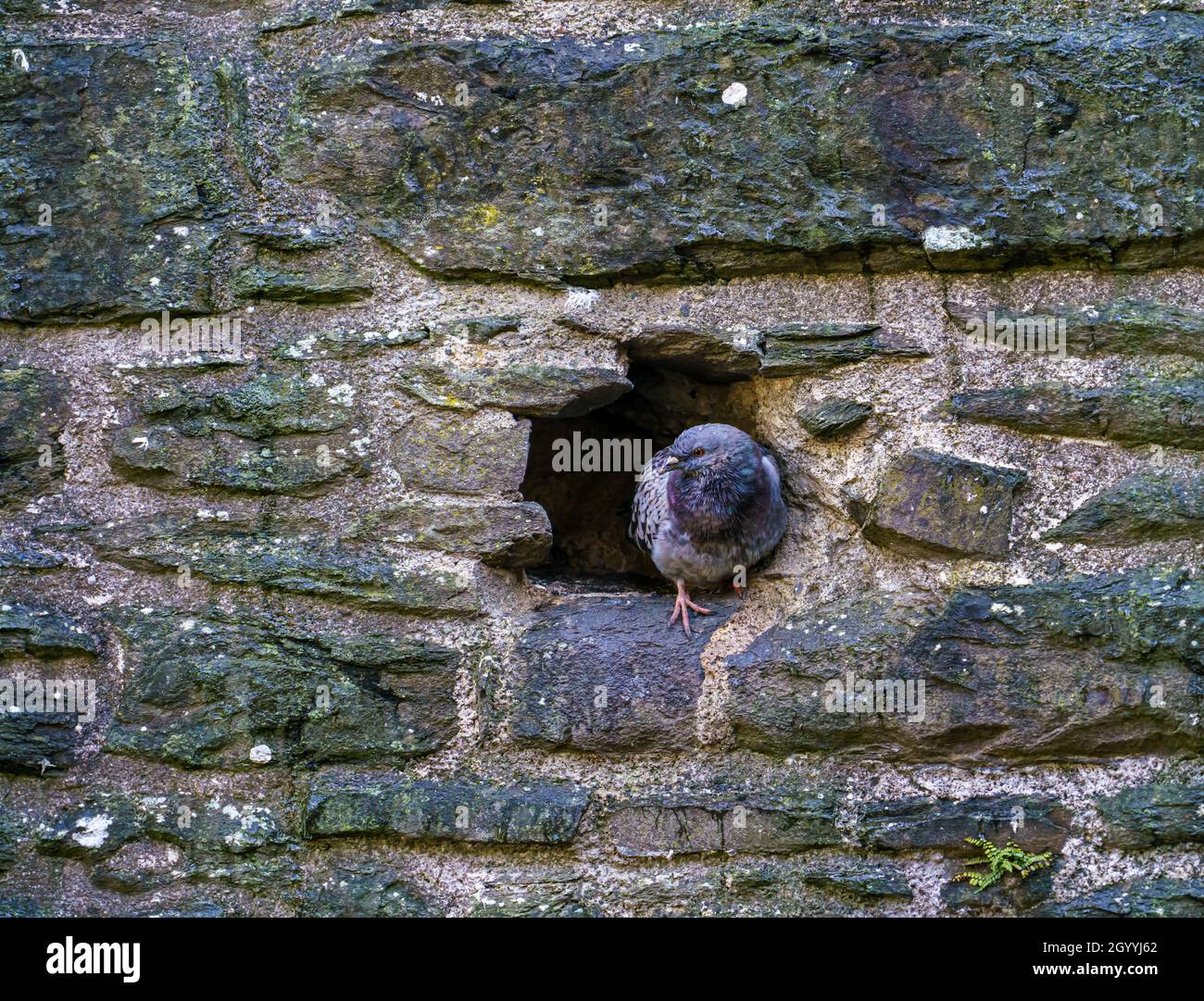 a pigeon at home in the well preserved South facing 13th century ...