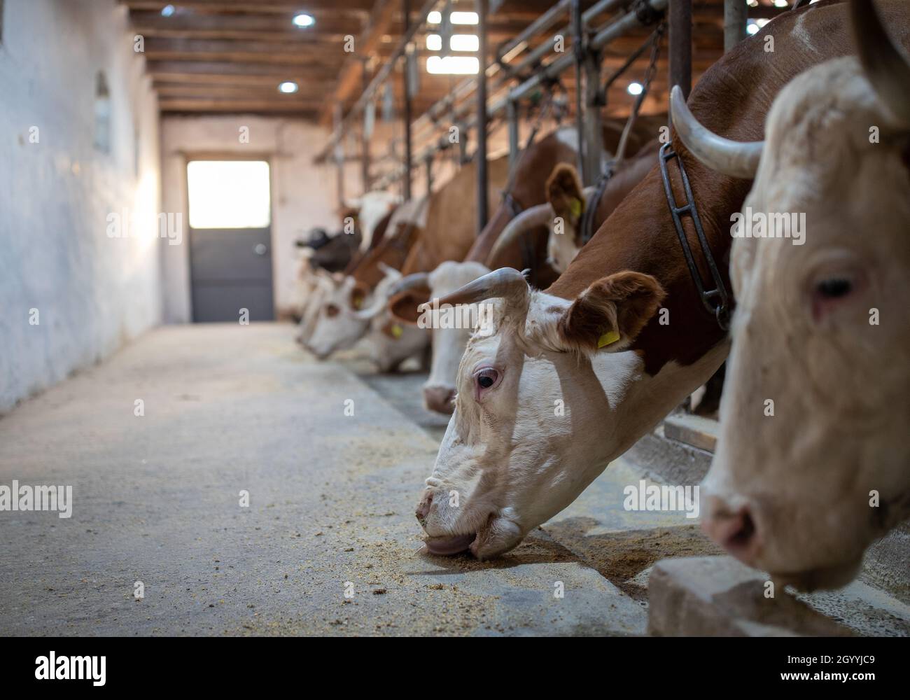 Close up of simmental cows eating concentrate feed from ground Stock ...