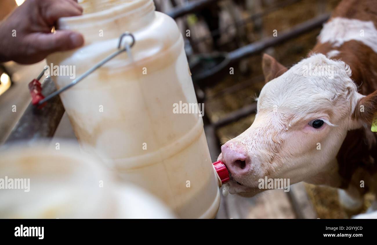Farmer feeding baby animal simmental calf with milk from bucket with ...