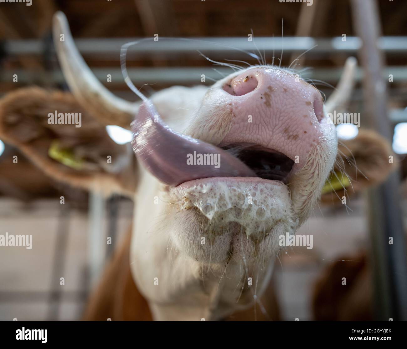 Dairy cow licking nose hi-res stock photography and images - Alamy