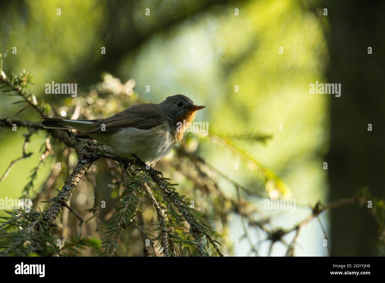 Red-breasted flycatcher, Ficedula parva perched in an old forest in ...