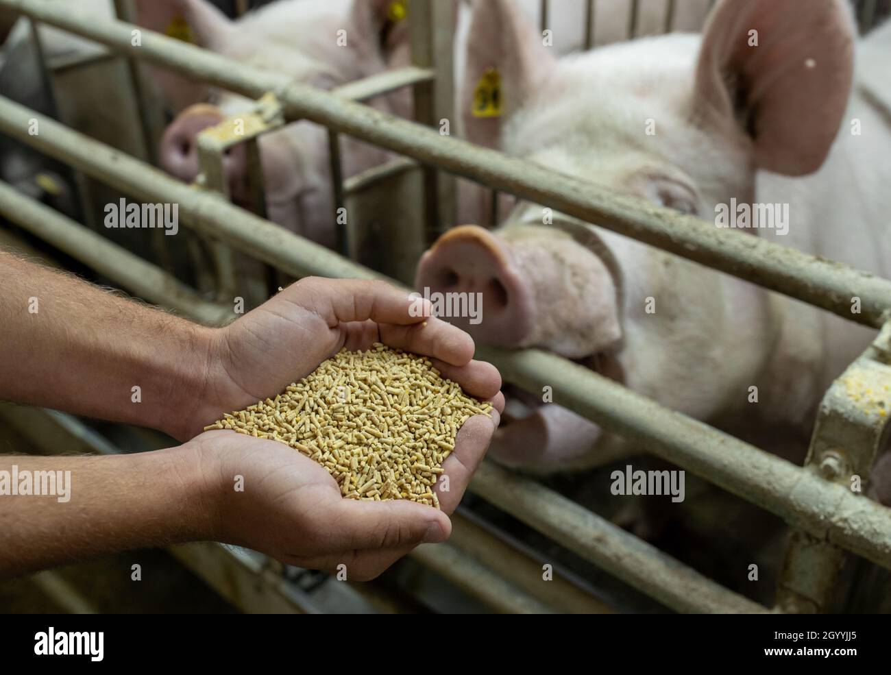 Close up of farmer's hands holding dry concentrate for feeding pigs in ...