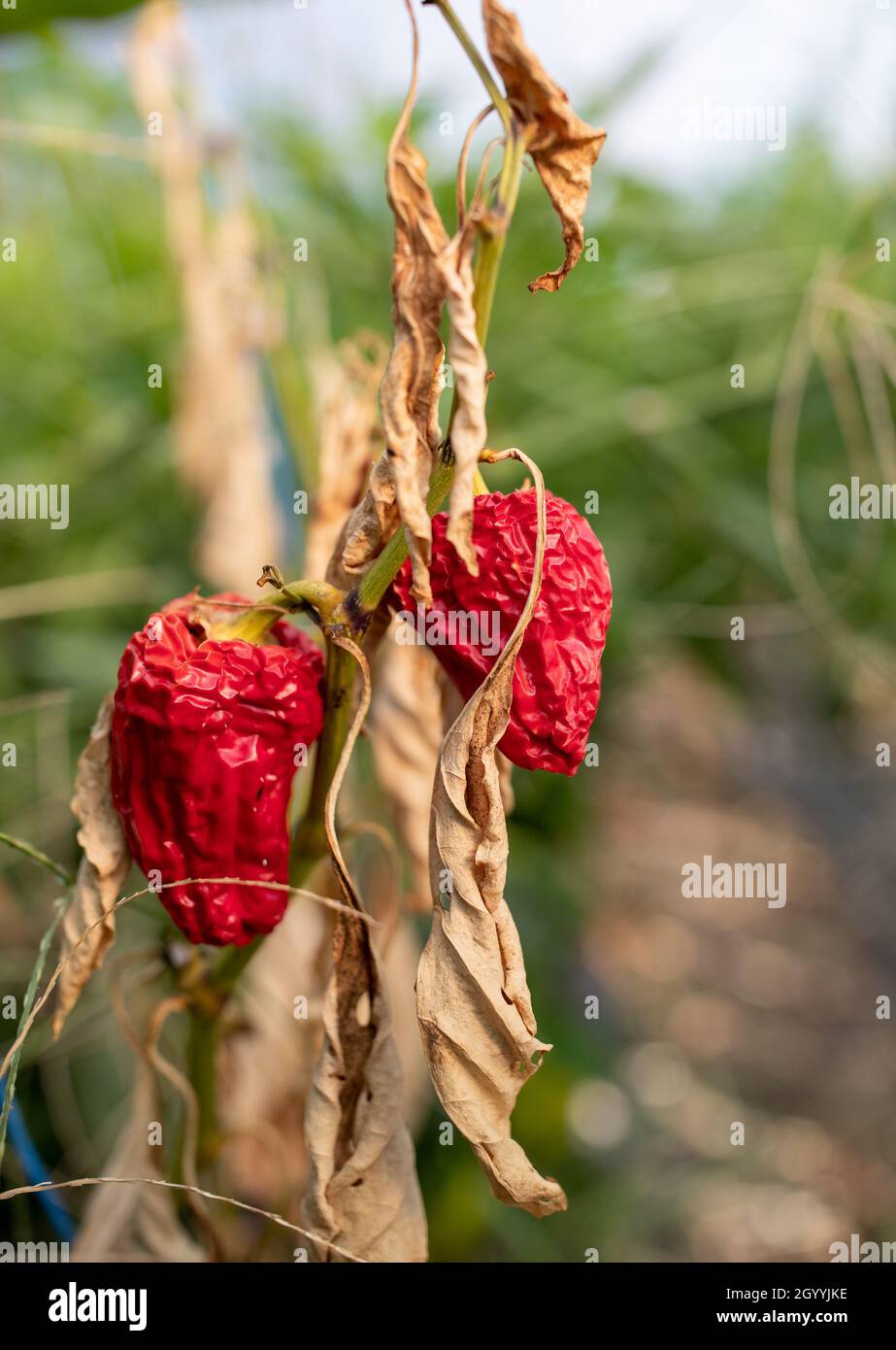 Close up of dry red pepper leaves stem and vegetable in garden. Plant ...