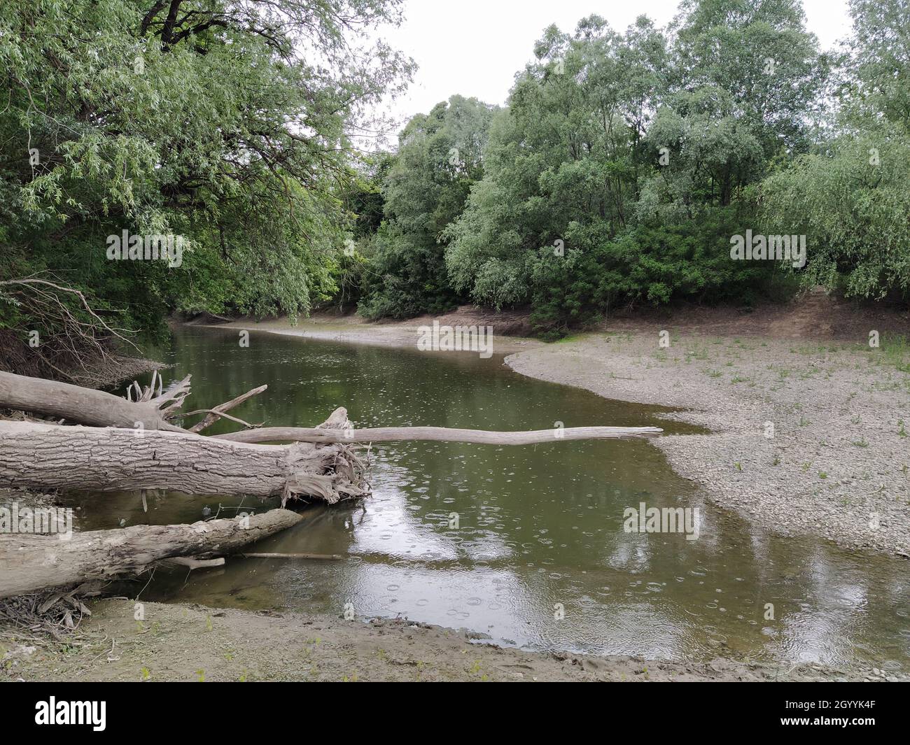 Forest river in the rain Stock Photo - Alamy