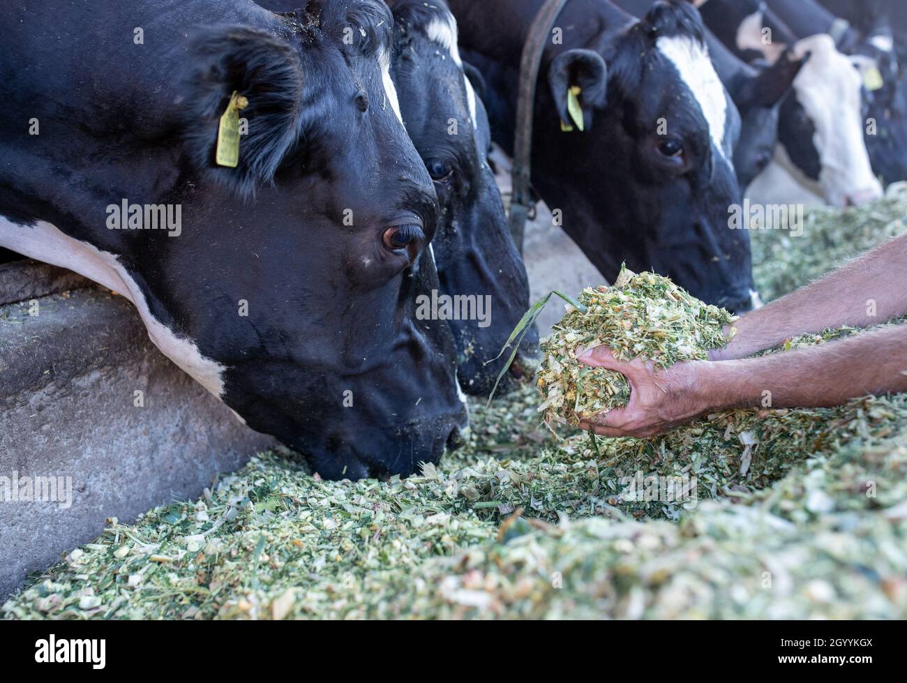 Hand feeding cow hi-res stock photography and images - Alamy