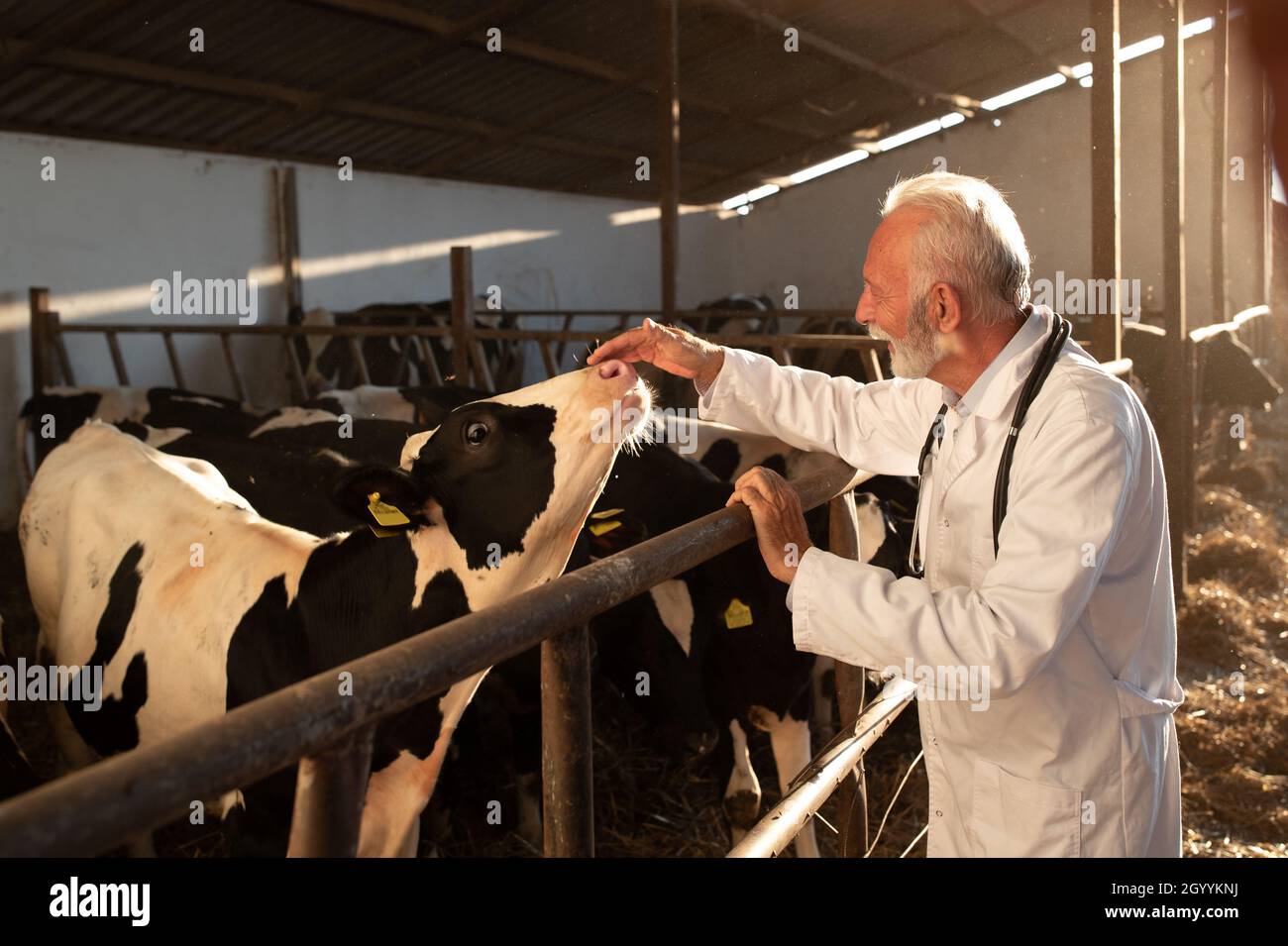 Senior veterinarian in white coat and with stethoscope cuddling cows in ...