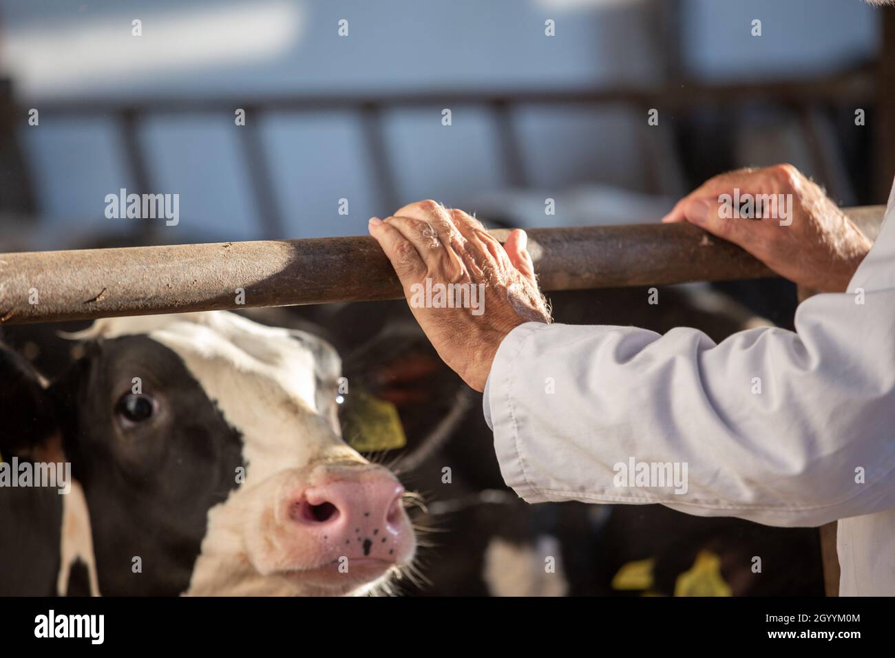 Close up of veterinarian's hands in white coat on railings in front of ...