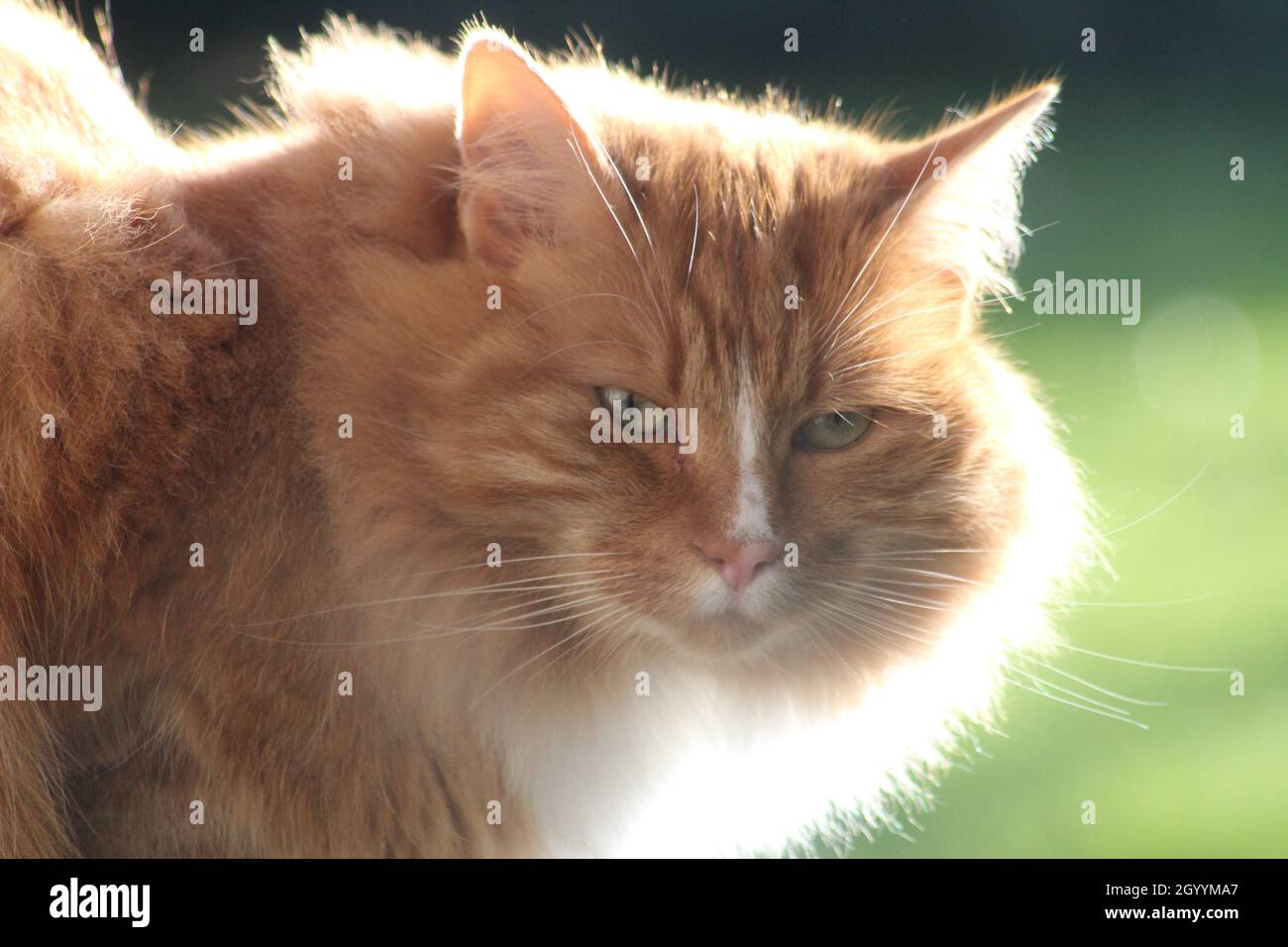 Long haired cat ginger hi-res stock photography and images - Alamy