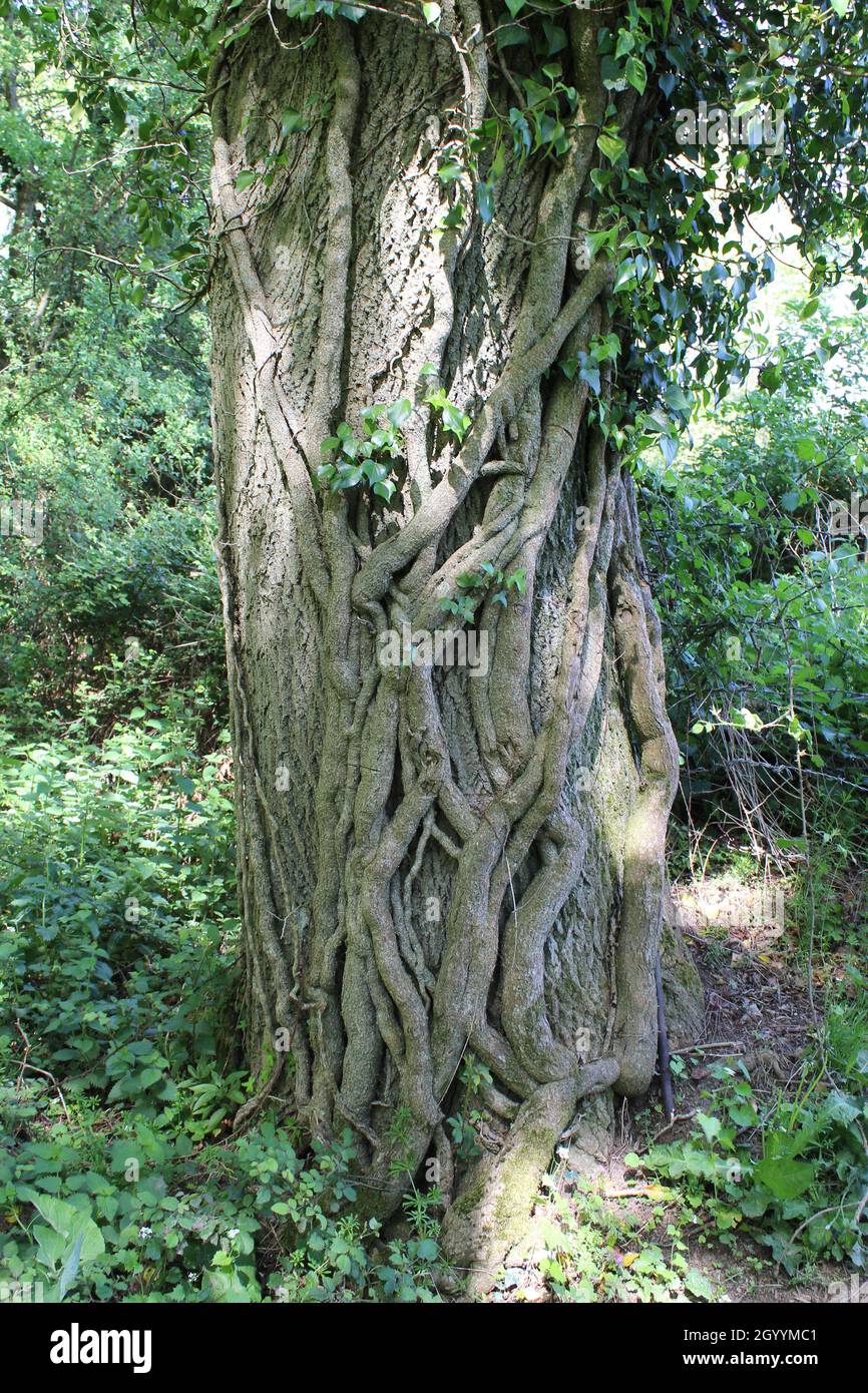 Gnarly tree trunk Stock Photo - Alamy