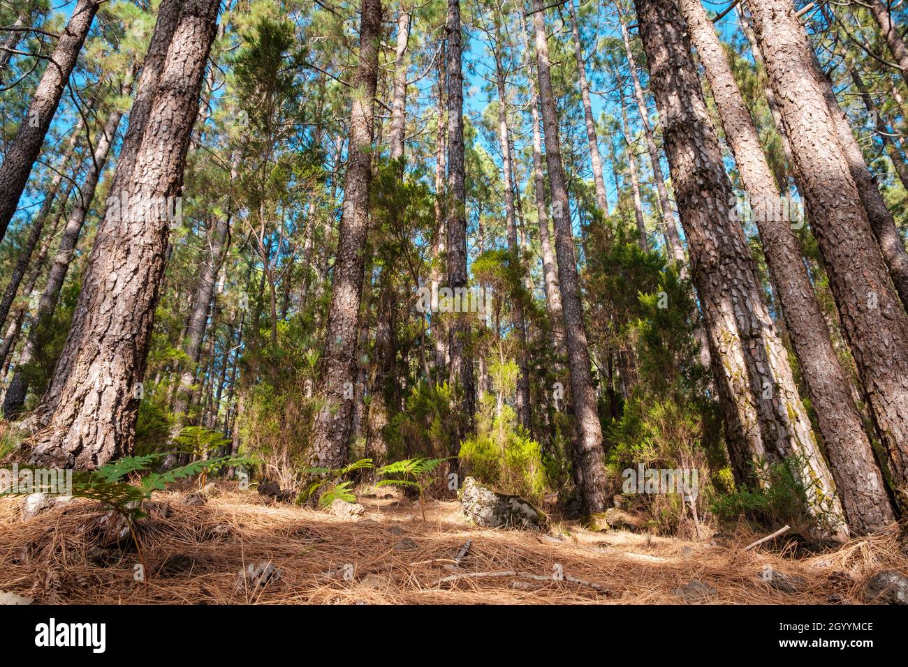 beautiful nature inside forest landscape, summer day - looking up tree ...