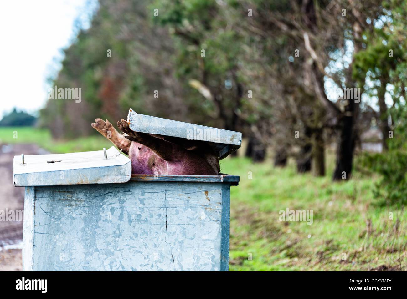 In the midst of a UK pig farming crisis, healthy pigs are being killed ...
