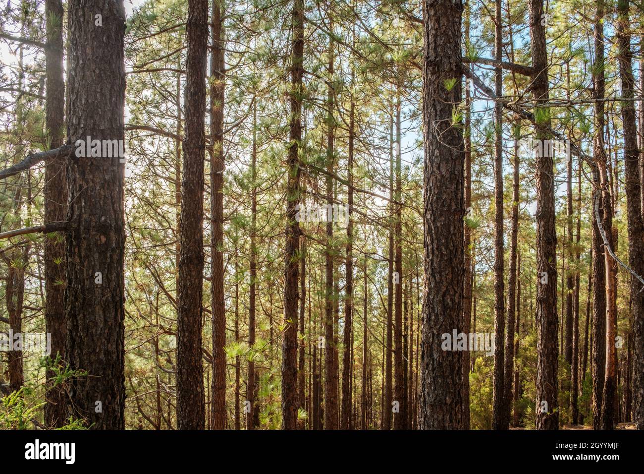 tree trunks in forest, trees with sunshine backlight, summer landscape ...