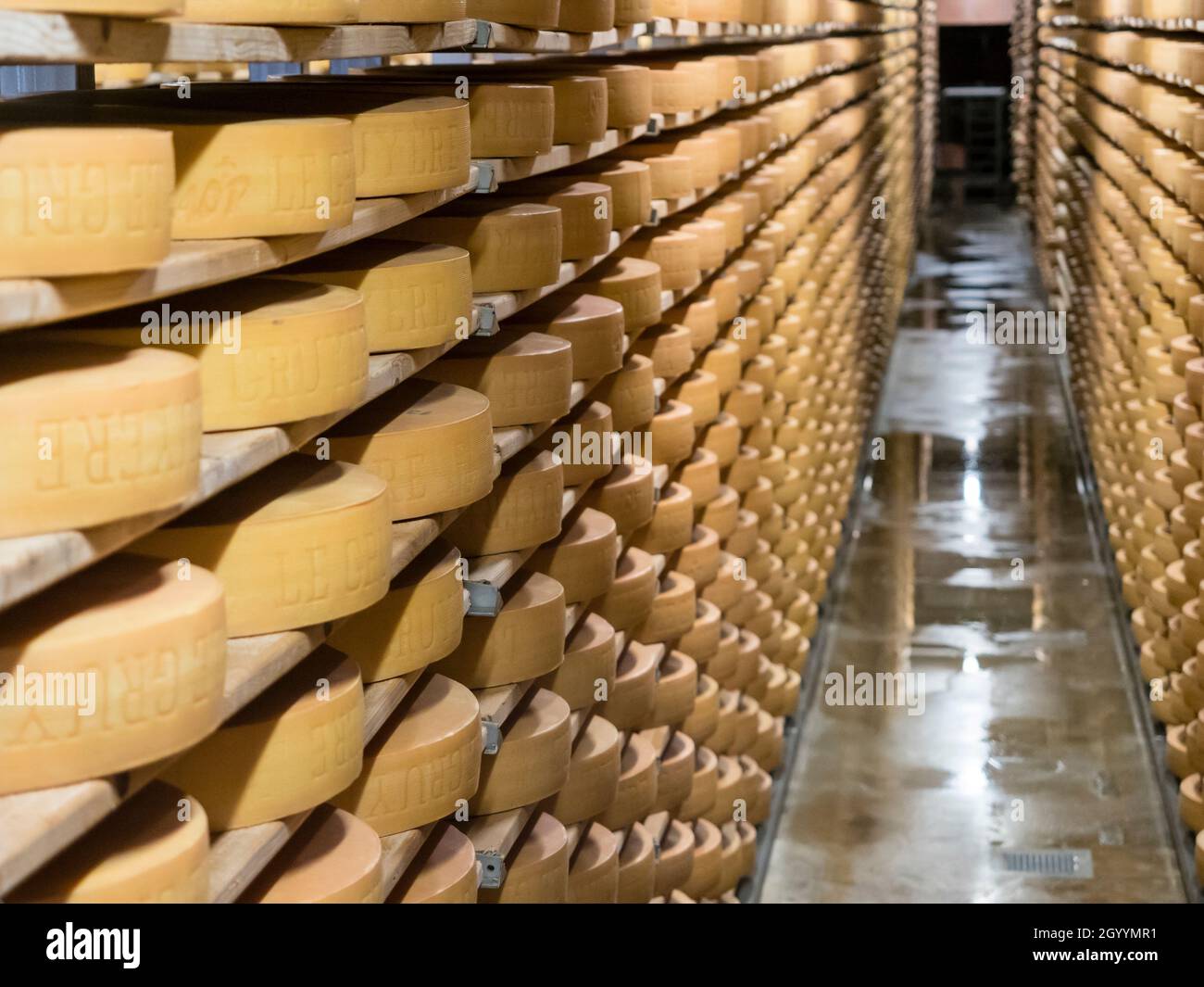 Long rows with large wheels of Swiss Gruyere cheese are maturing at the ...