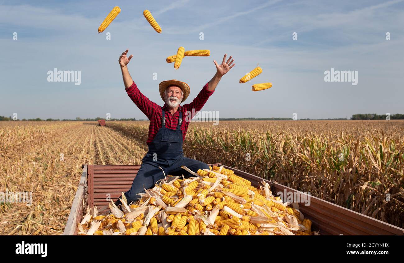 Harvest corn cobs trailer hi-res stock photography and images - Alamy