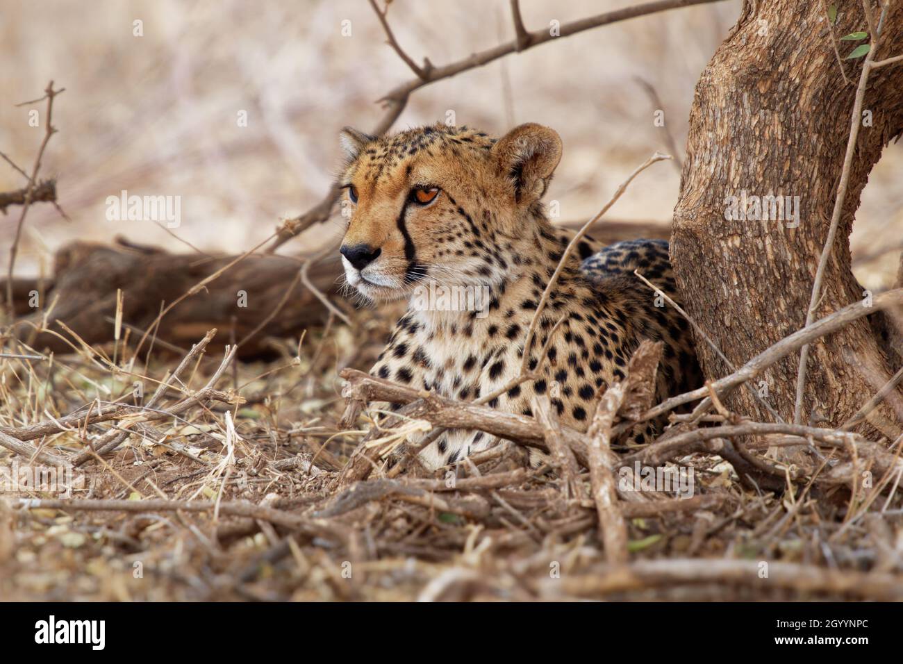 Cheetah - Acinonyx jubatus large cat native to Africa and central Iran ...