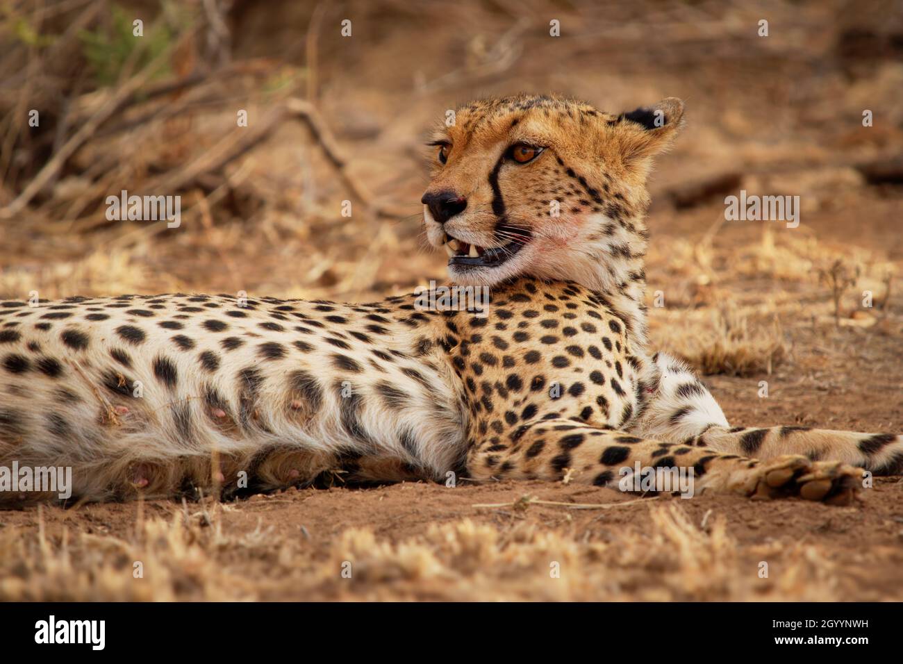 Cheetah - Acinonyx jubatus large cat native to Africa and central Iran ...