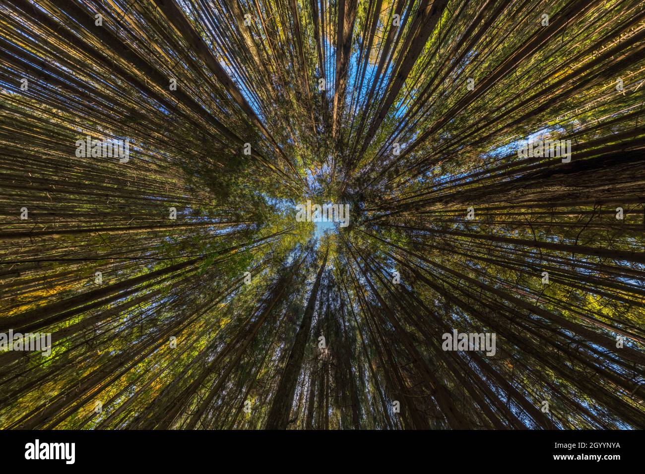 Ultra tall hi-res stock photography and images - Alamy