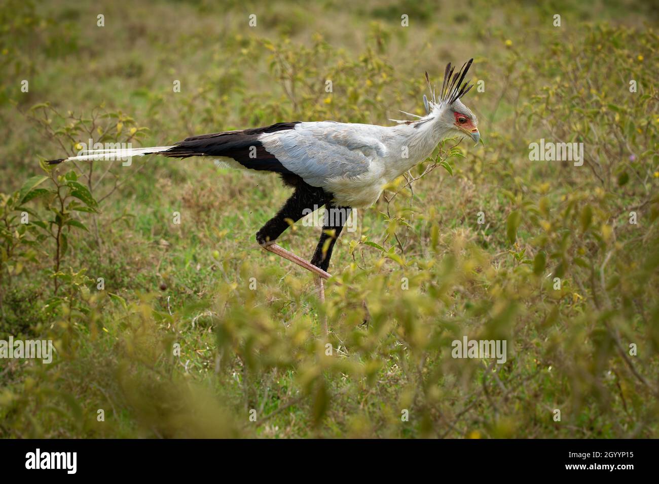 Secretary with legs hi-res stock photography and images - Alamy