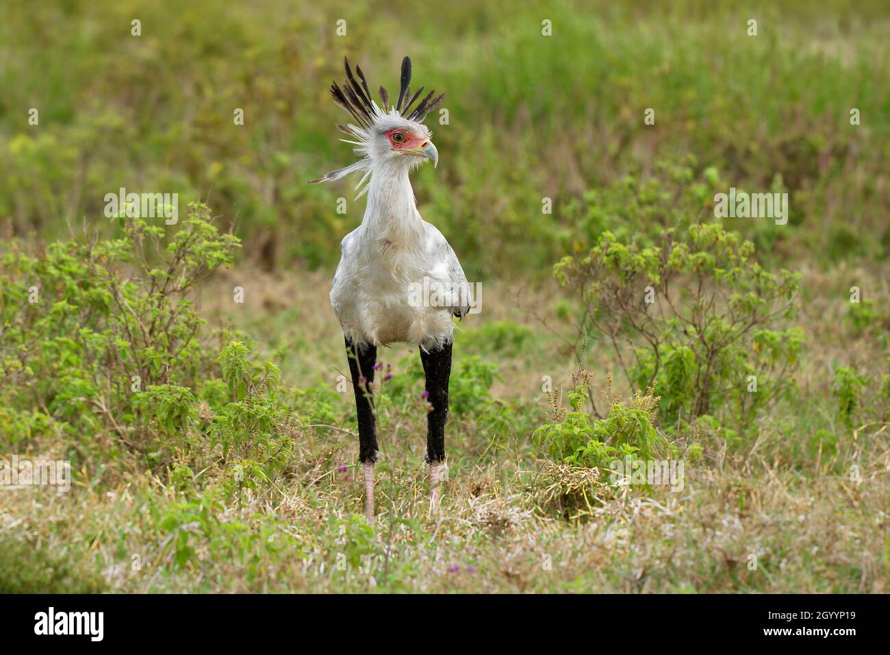 Secretarybird or Secretary Bird - Sagittarius serpentarius large ...