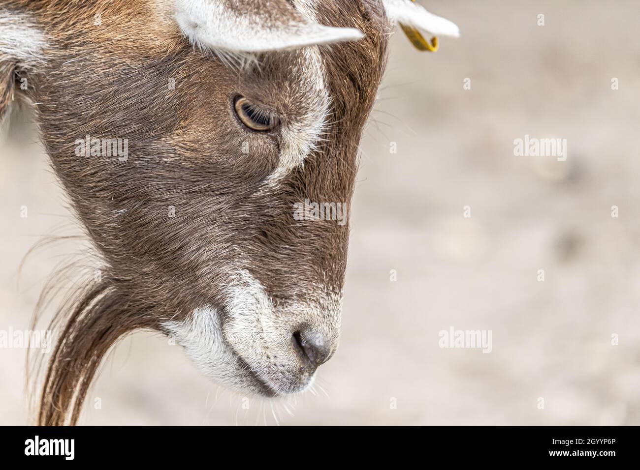 A vertical closeup side angle shot of a goat looking down Stock Photo ...