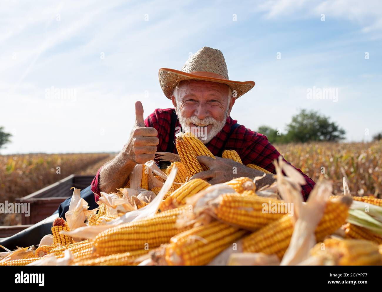 Happy and excited senior farmer hugging corn cobs in tractor trailer ...