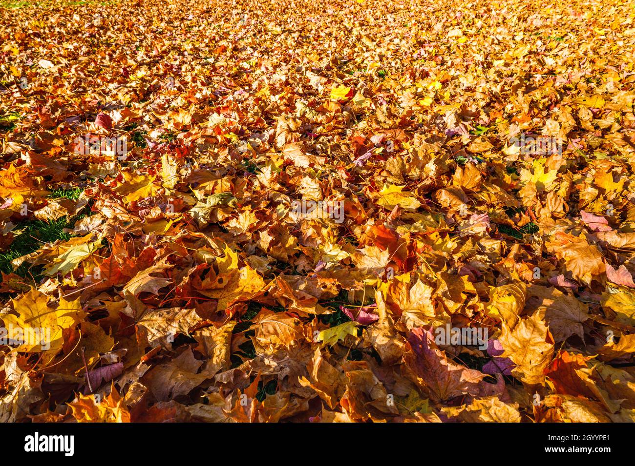 autumn golden fallen leaves cover the grass Stock Photo - Alamy