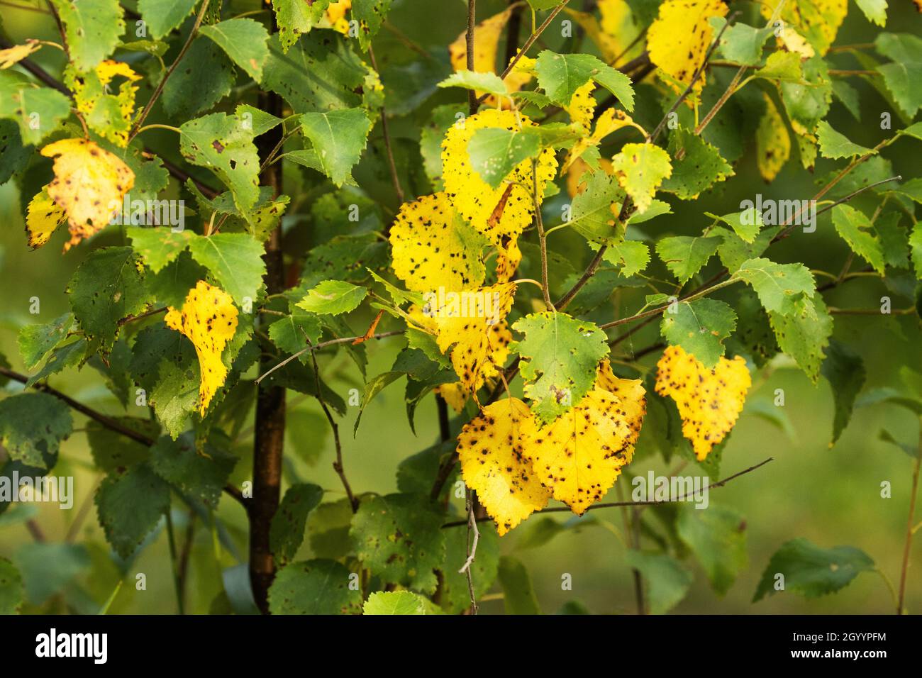 Silver birch, Betula pendula leaves with some yellow color on an early ...