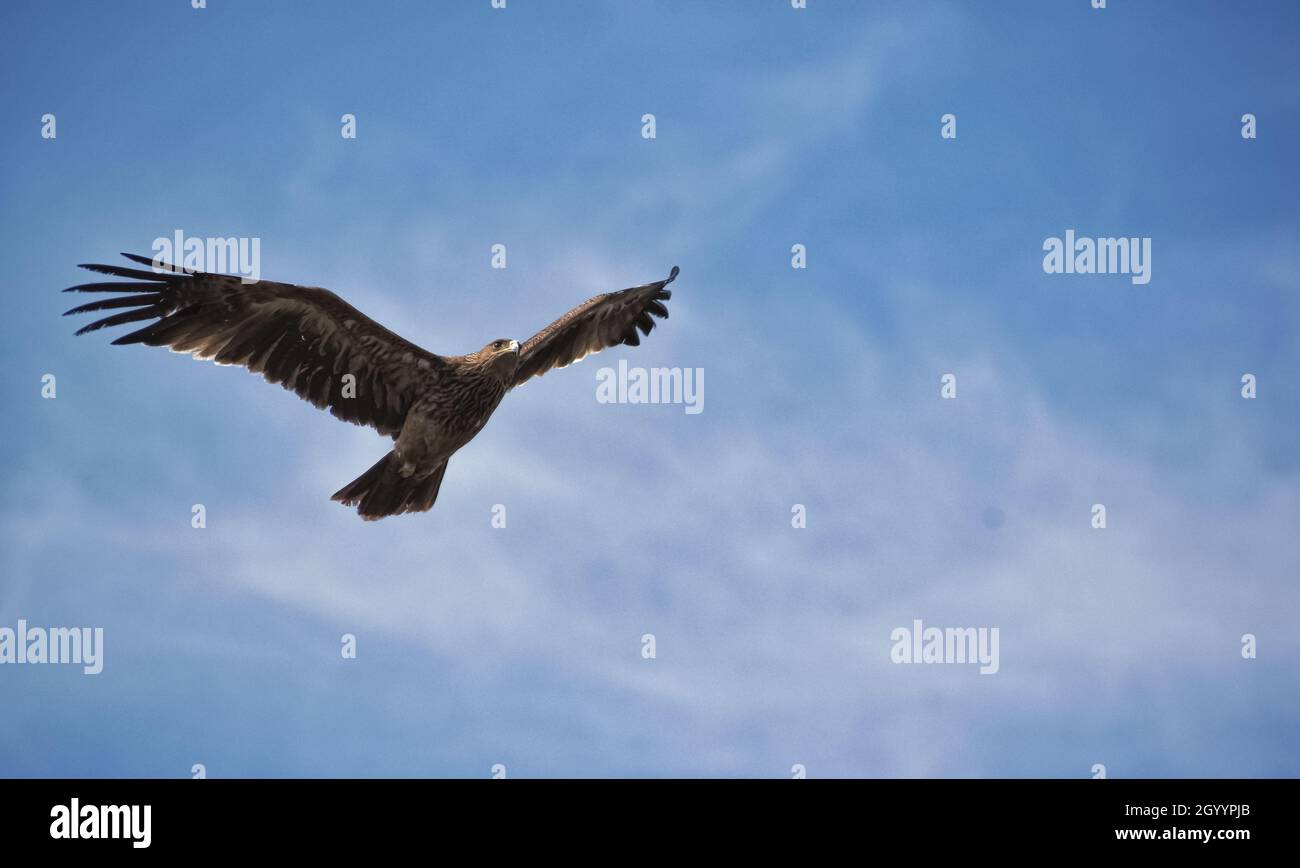 Fly high! An Imperial eagle soaring high with a cloudy backdrop Stock ...