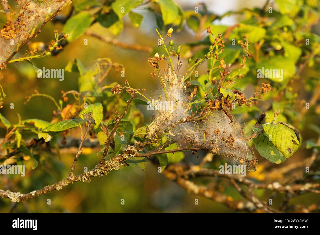 Ermine attached hi-res stock photography and images - Alamy