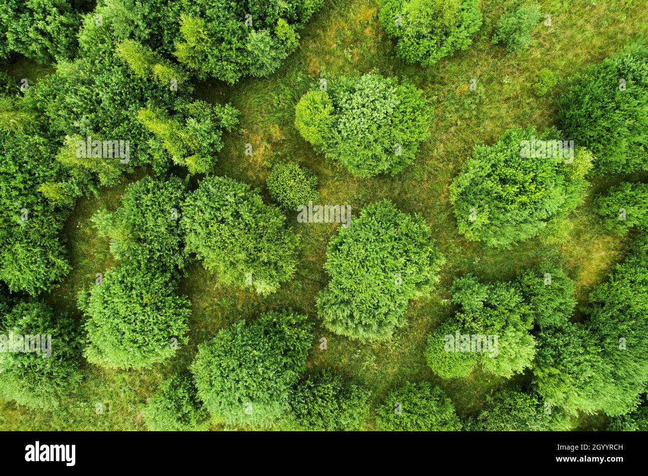 An aerial of lush, green Willow bushes on a deserted meadow in Estonia ...