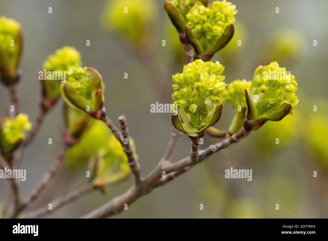 Close-up of small Norwegian maple, Acer platanoides blossoms during ...