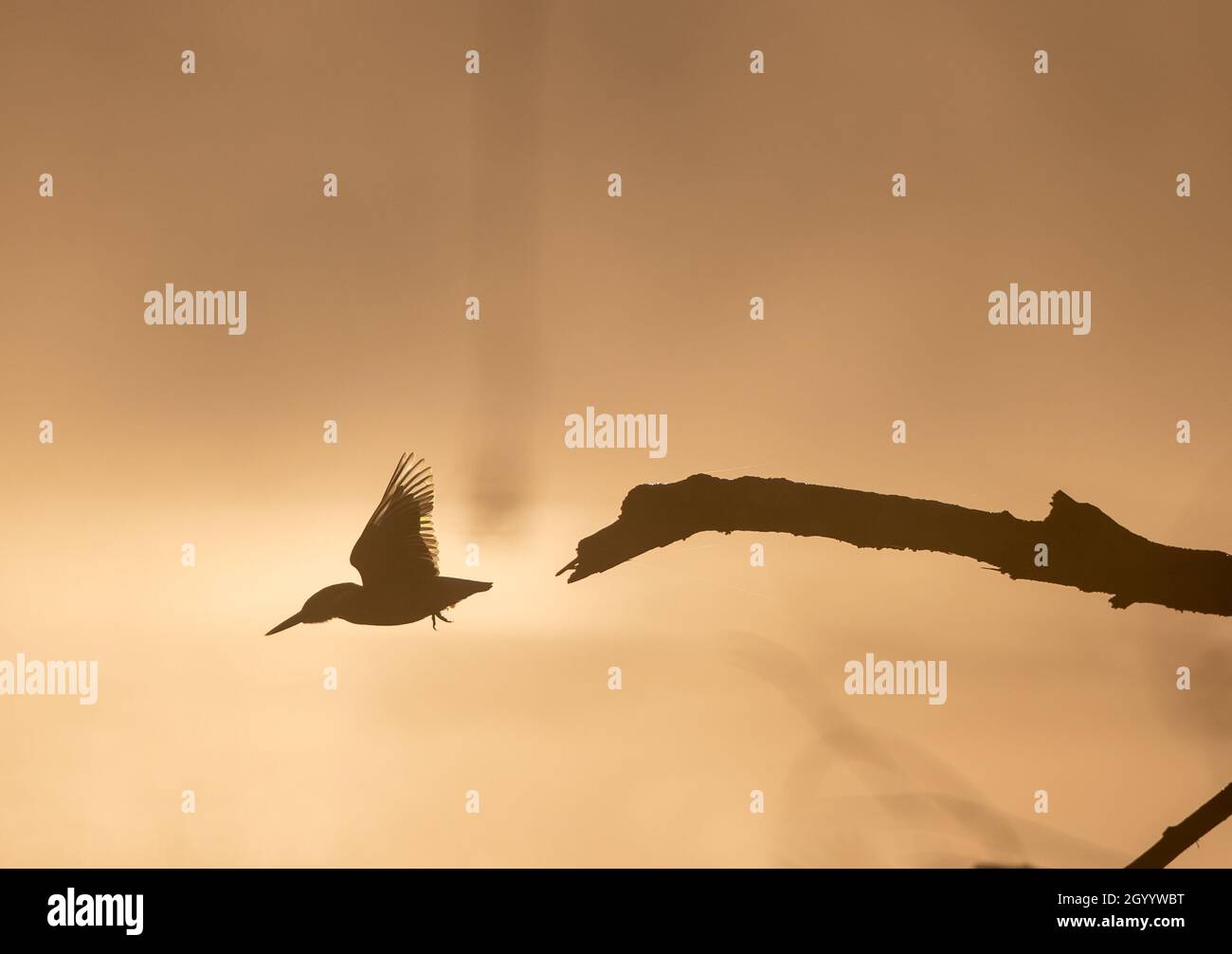 Silhouette of kingfisher bird flying off from branch for fishing ...