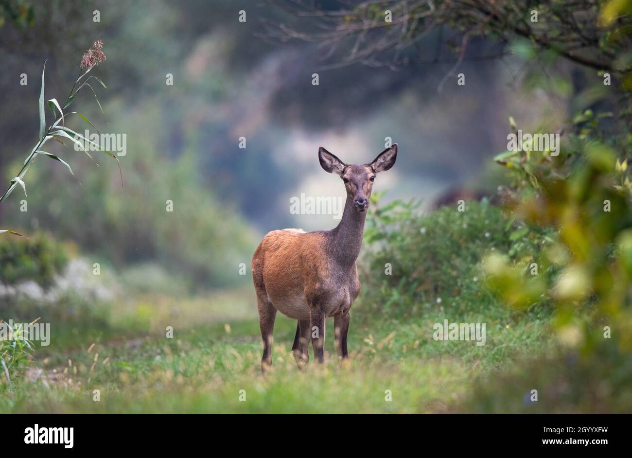 Portrait of hind (red deer female) in forest. Looking at camera ...