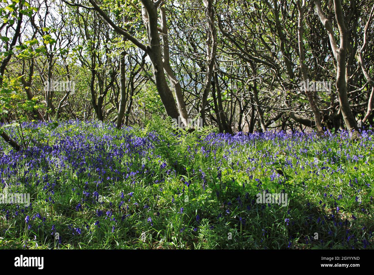 Culzean estate hi-res stock photography and images - Alamy
