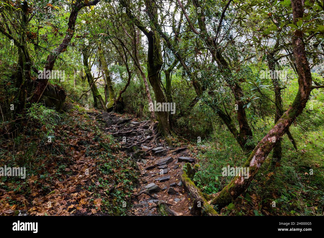 Stone footpath in green tropical jungle. Rainforest in Nepal, Himalaya ...