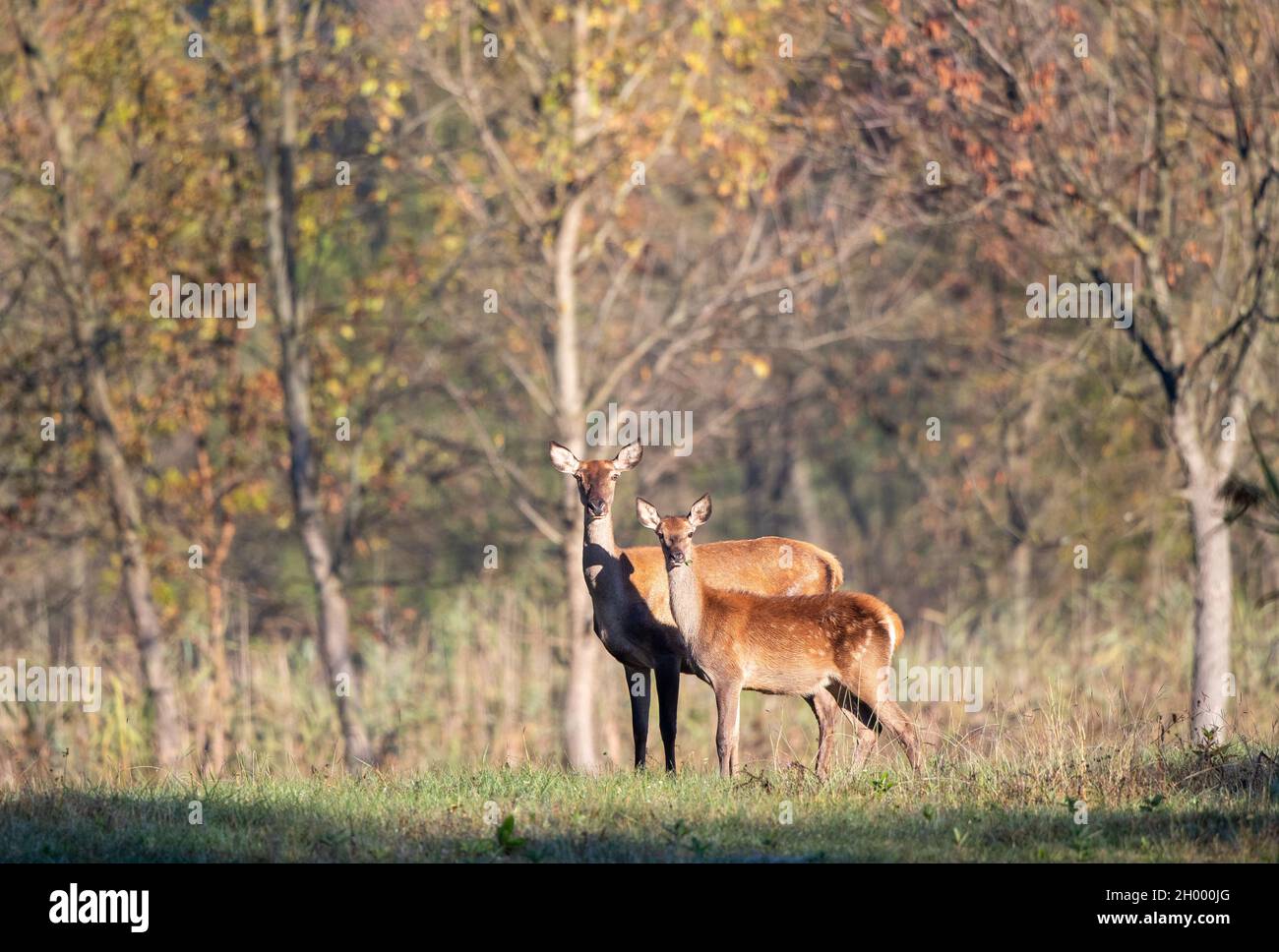 Hind (red deer female) with fawn standing in forest n front of trees ...